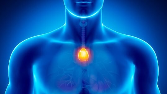 El Timo Regula Tu Sistema Inmune Y Energía Vital Masaje Californiano